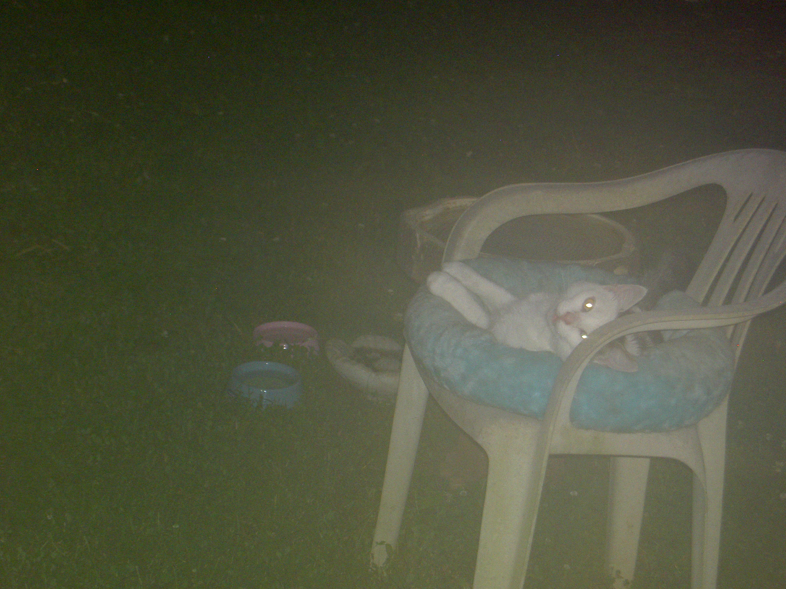 Remembering Shadow: A Cat’s Journey of Love and Healing | Compassionate ...